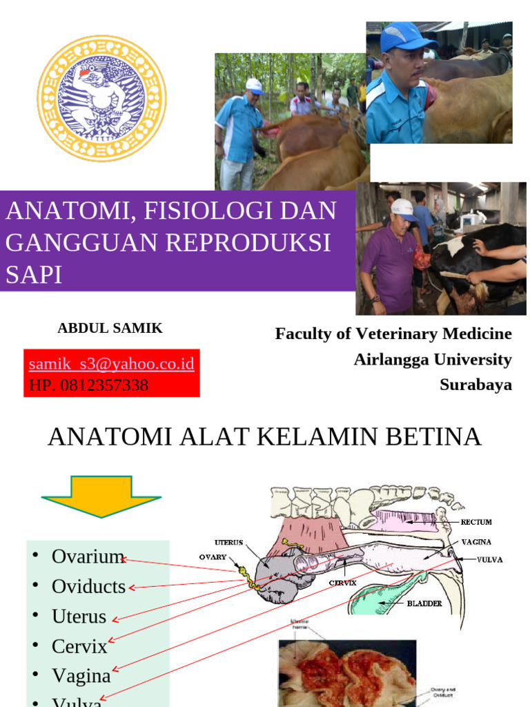 Anatomi,Fisiologi,Gangguan Reproduksi Sapi | PDF