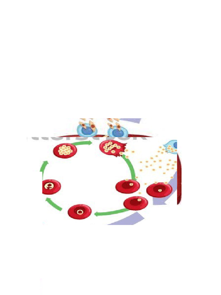 Life Cycle of Malaria | PDF