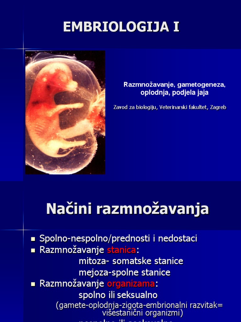 Embriologija I Gamete I Oplodnja | PDF
