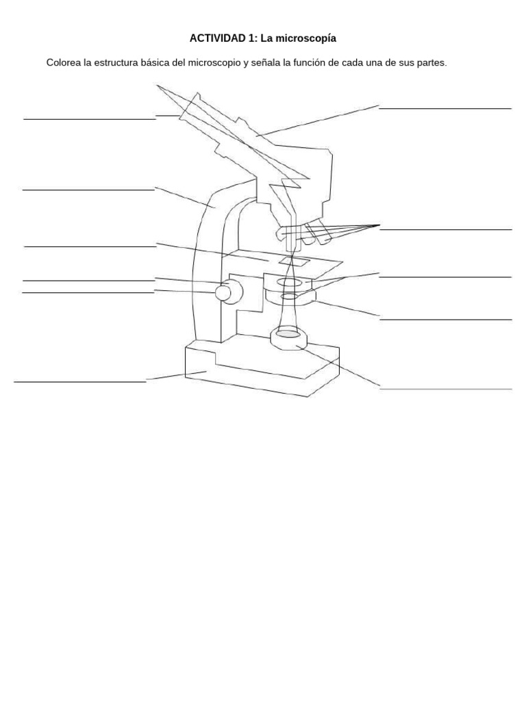 ACTIVIDAD 1, 2 y 3 | PDF | Microscopio | Biología