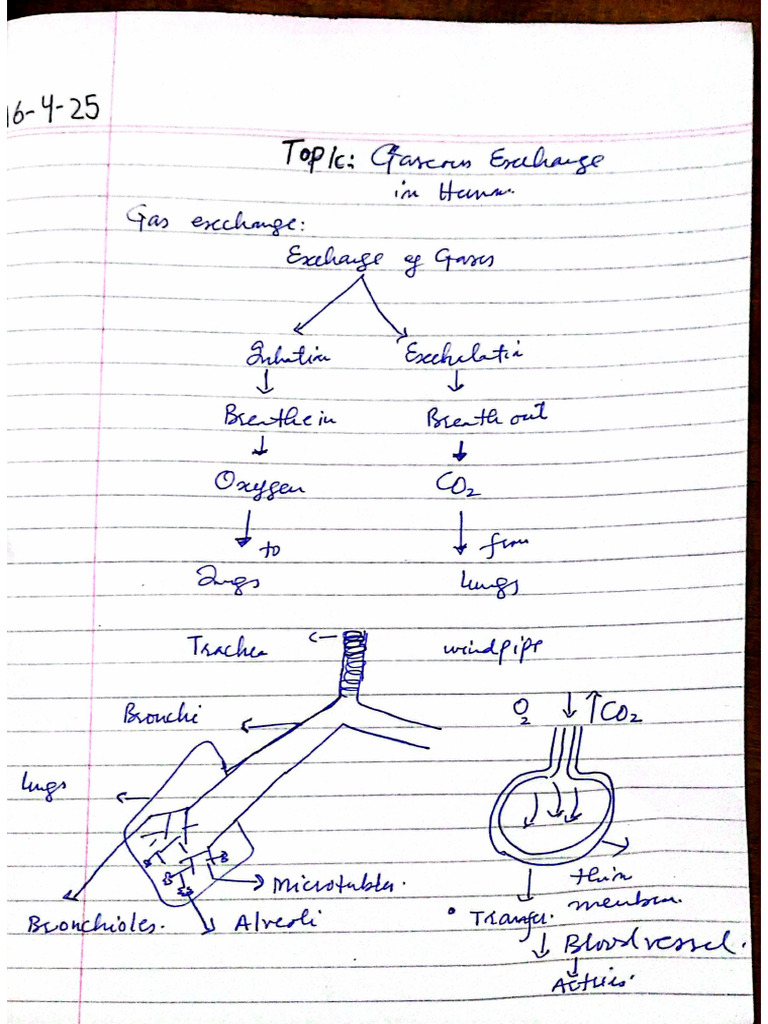Biology Work 2 | PDF