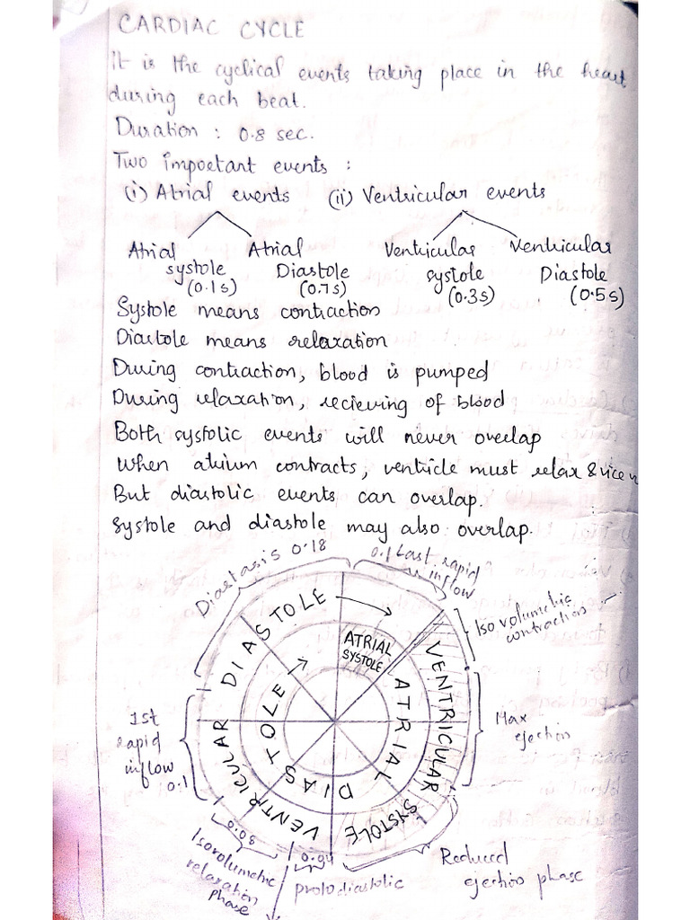 Cardiac Cycle | PDF