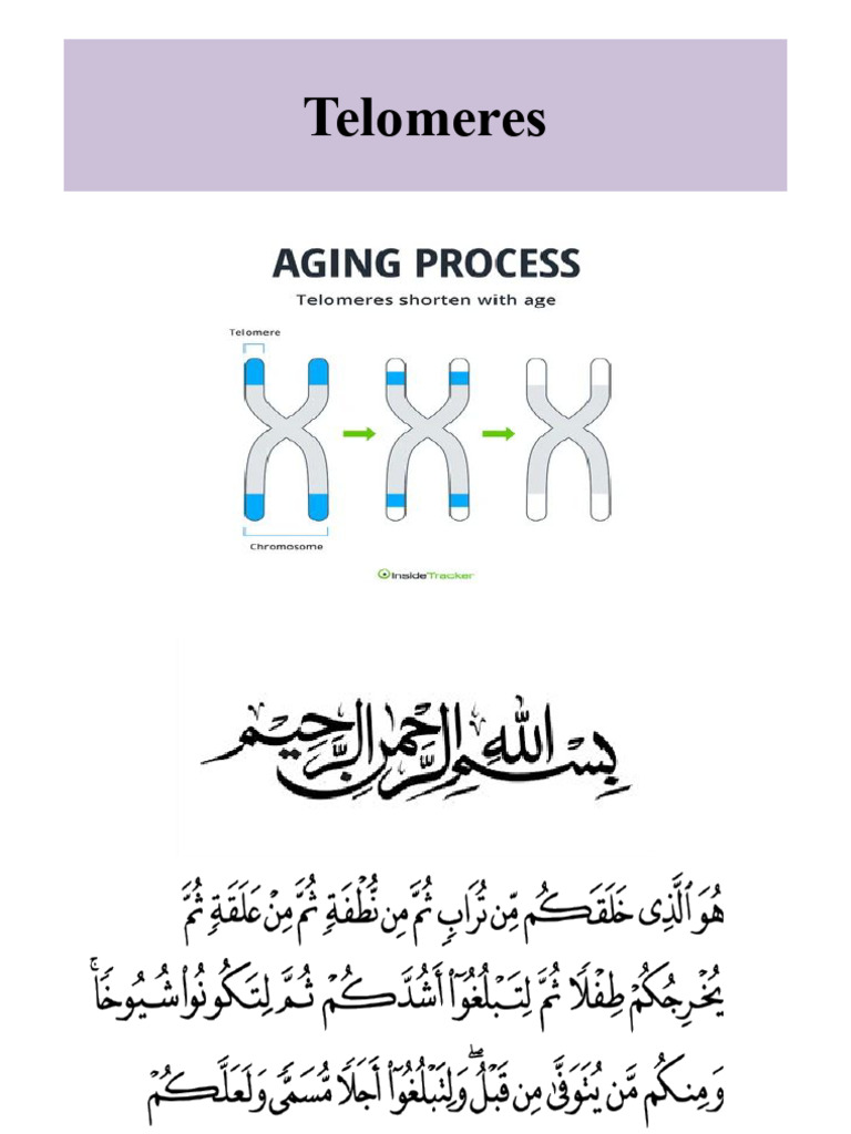 Telomers- telomerases and their role in aging.pptx | PDF | Telomere | Dna