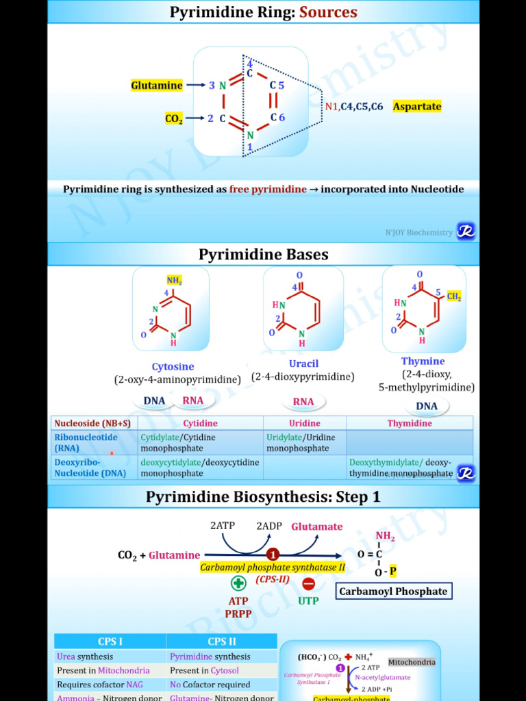 Pyrimidine Synthesis | PDF