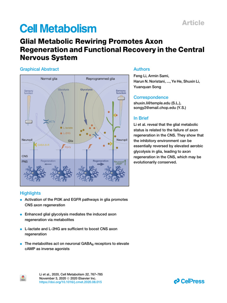 Glial-Metabolic-Rewiring-Promotes-Axon-Regeneratio | PDF | Biology ...