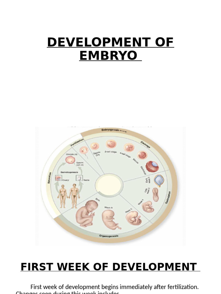 First Week of Embryo Development | PDF | Embryo | Uterus