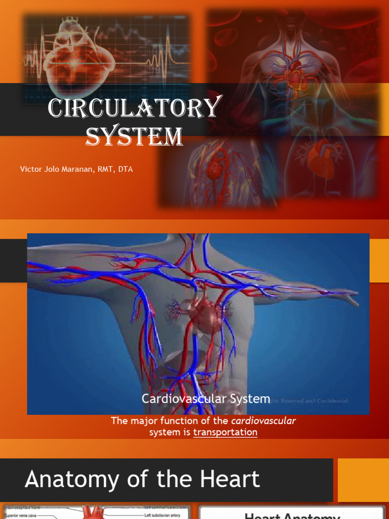 Anatomy and Function of the Heart | PDF | Heart Valve | Heart