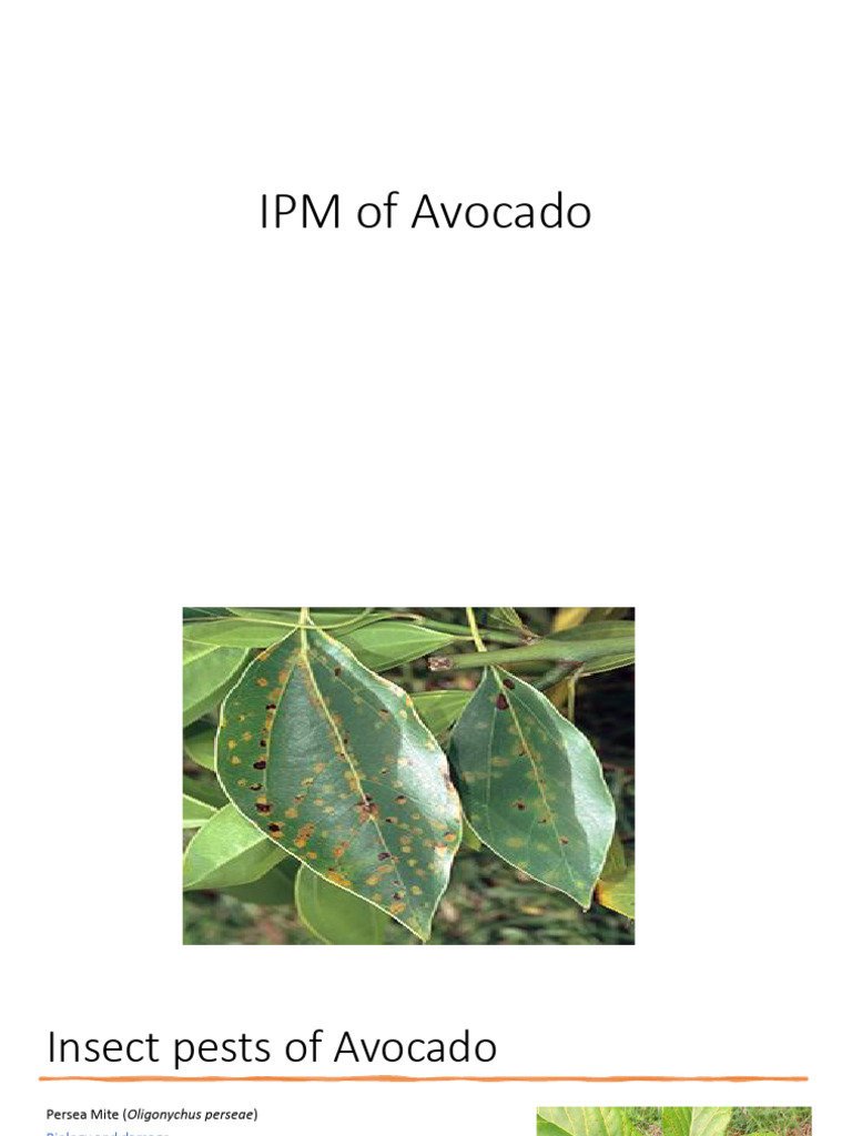 Avocado pests and diseases | PDF | Pest (Organism) | Biological Pest ...
