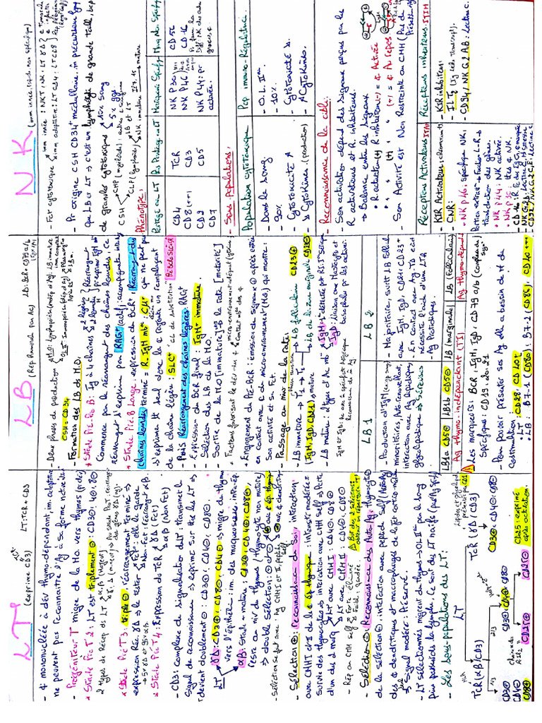 LB-LT-NK résumé | PDF