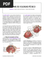 Pelve e Períneo | PDF | Pélvis | Anatomia