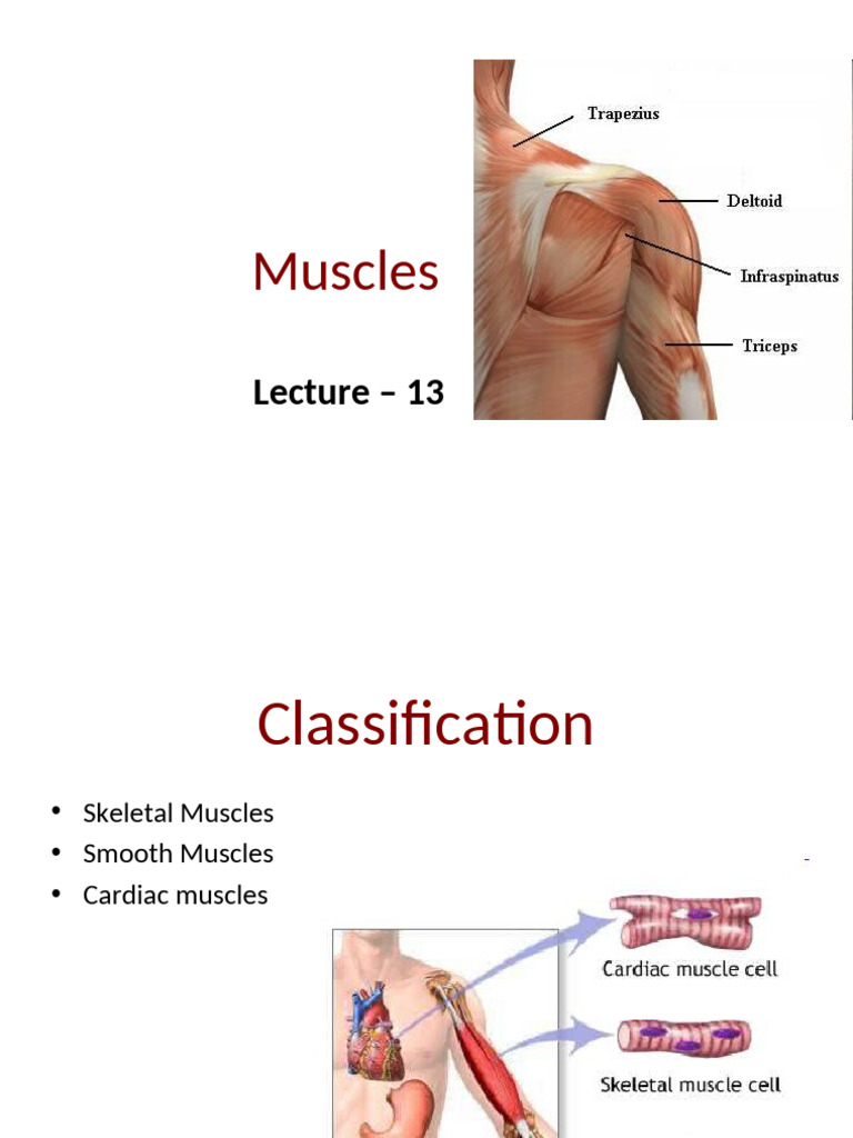 Muscle Tissue | PDF