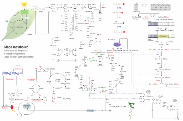 Mapa Metabólico | PDF