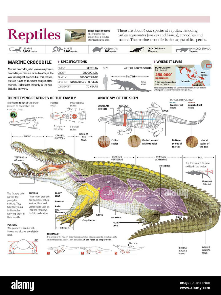 Infographics of The Distribution Anatomy Skin and Crocodile Locomotion ...