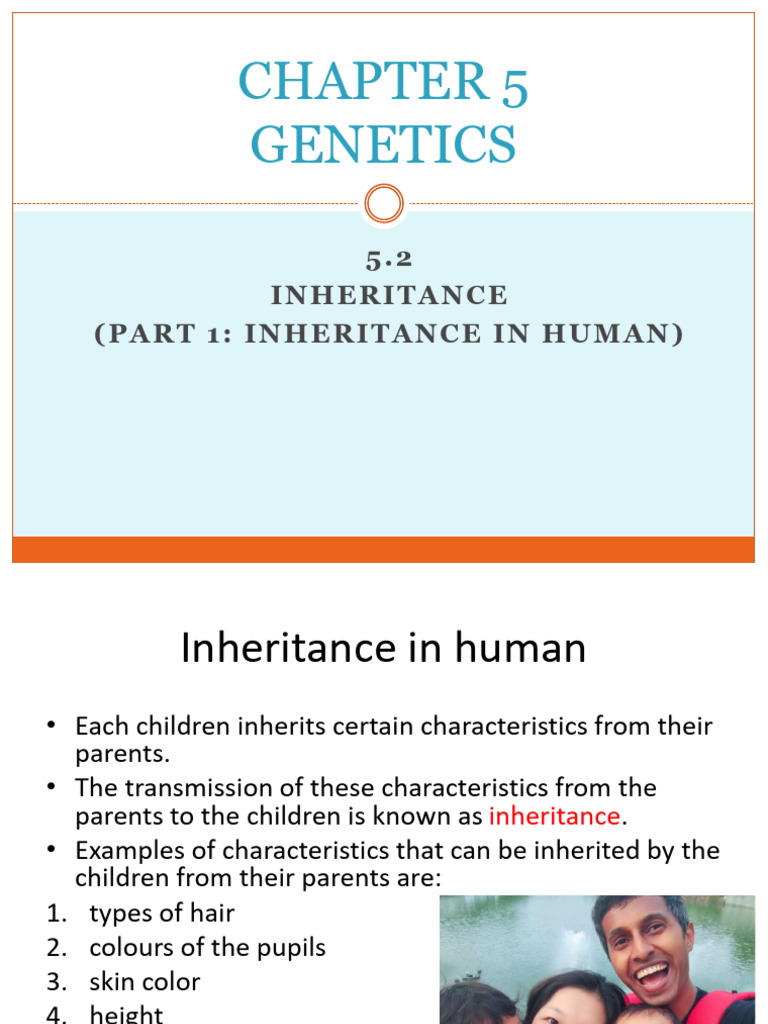 Human Inheritance and Genetics Explained | PDF | Dominance (Genetics ...