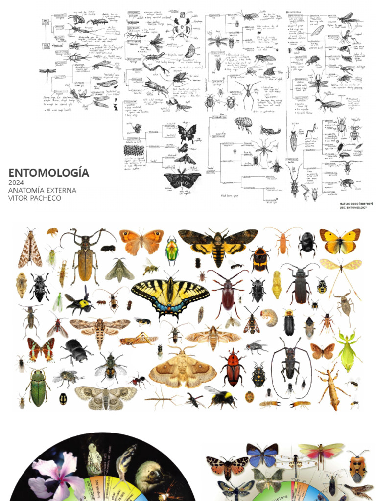 Morfologia de Insetos 2024 | PDF | Artrópodos | Zoología