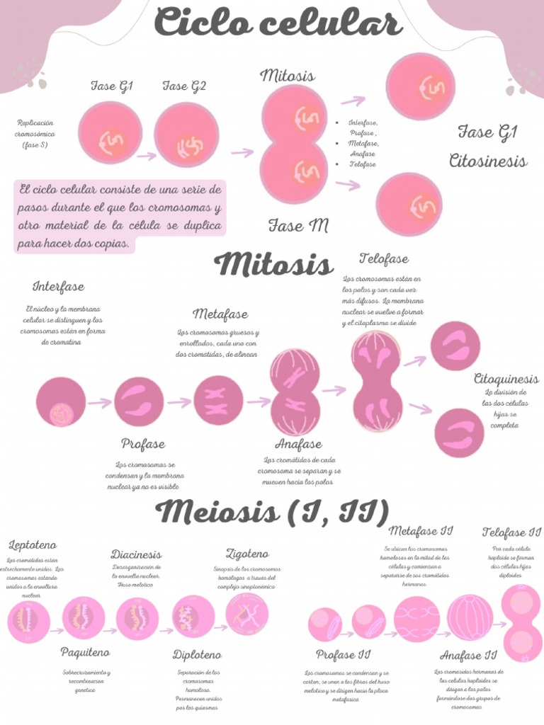 Ciclo Celular | PDF