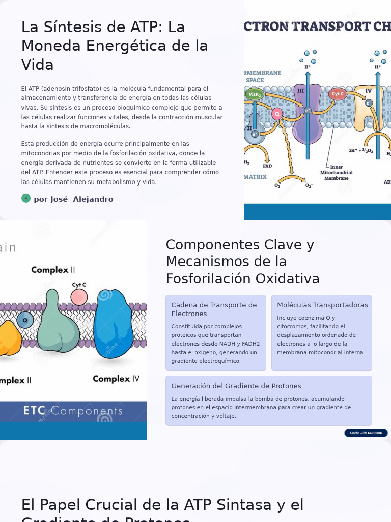 La Sintesis de ATP La Moneda Energetica de La Vida | PDF | Trifosfato ...
