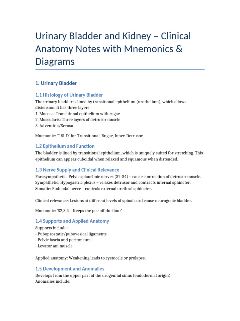 Urinary Blader Kidney Anatomy Notes | PDF | Kidney | Urinary System