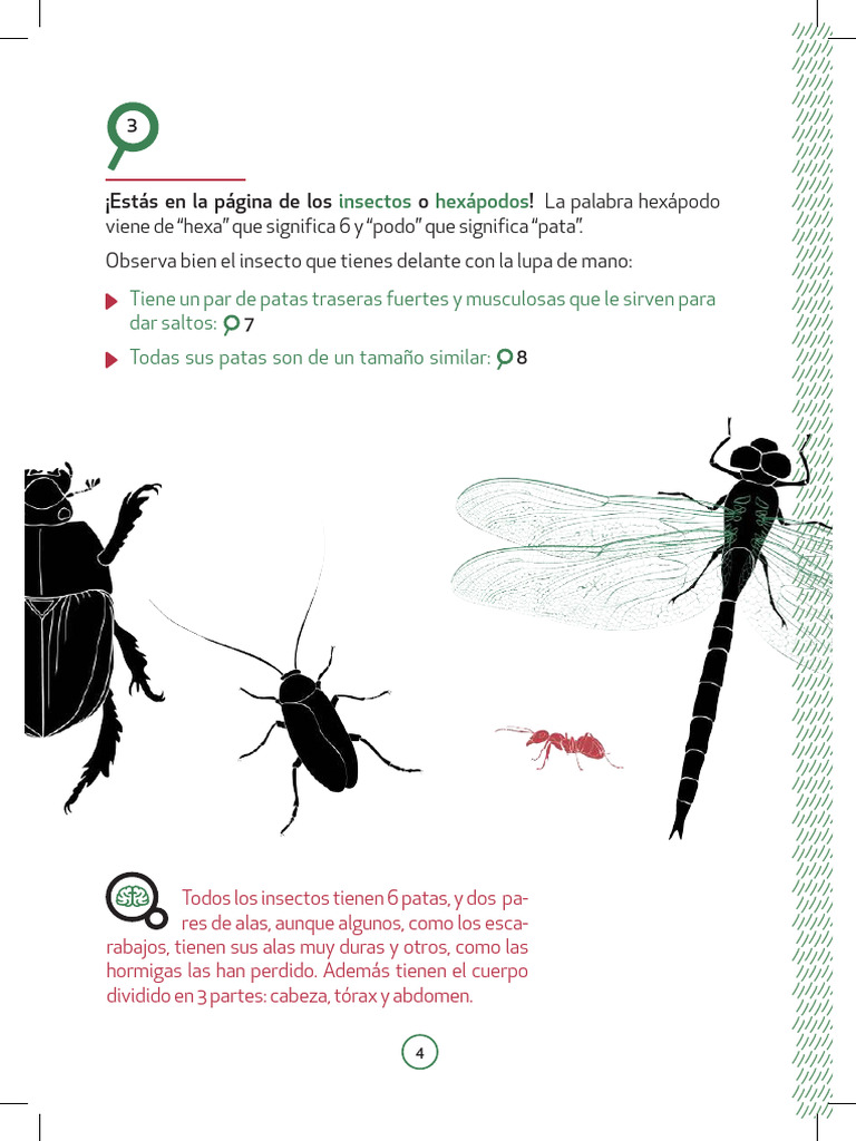 Taller Insectos | PDF | Escarabajo | Lepidópteros