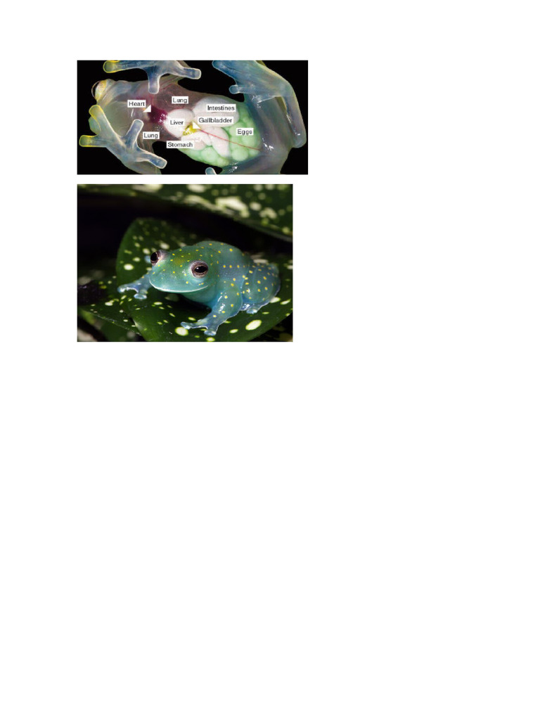 Glass Frog | PDF