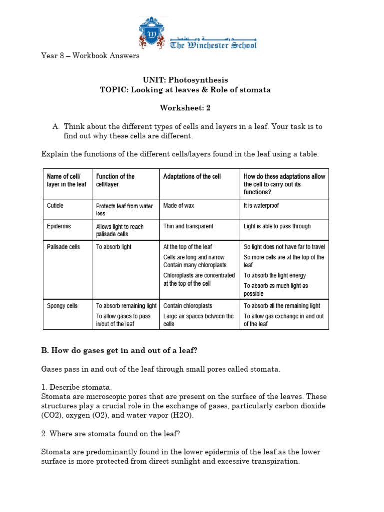 Photosynthesis - Workbook Answers | PDF | Stoma | Leaf