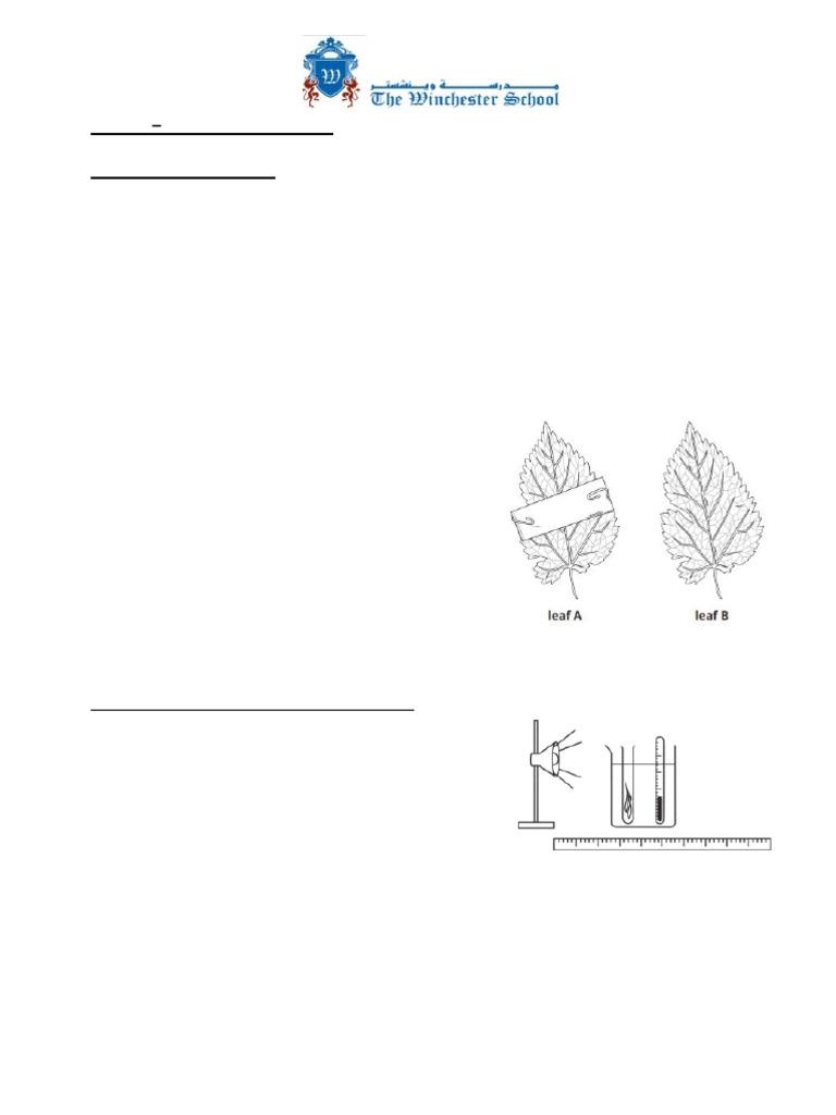 Photosynthesis - Worksheet | PDF