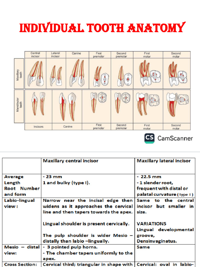 Pulp Space Morphology Part 3 | PDF