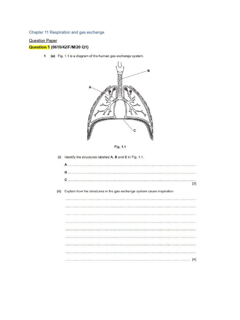 Chapter 11 Respiration and gas exchange | PDF