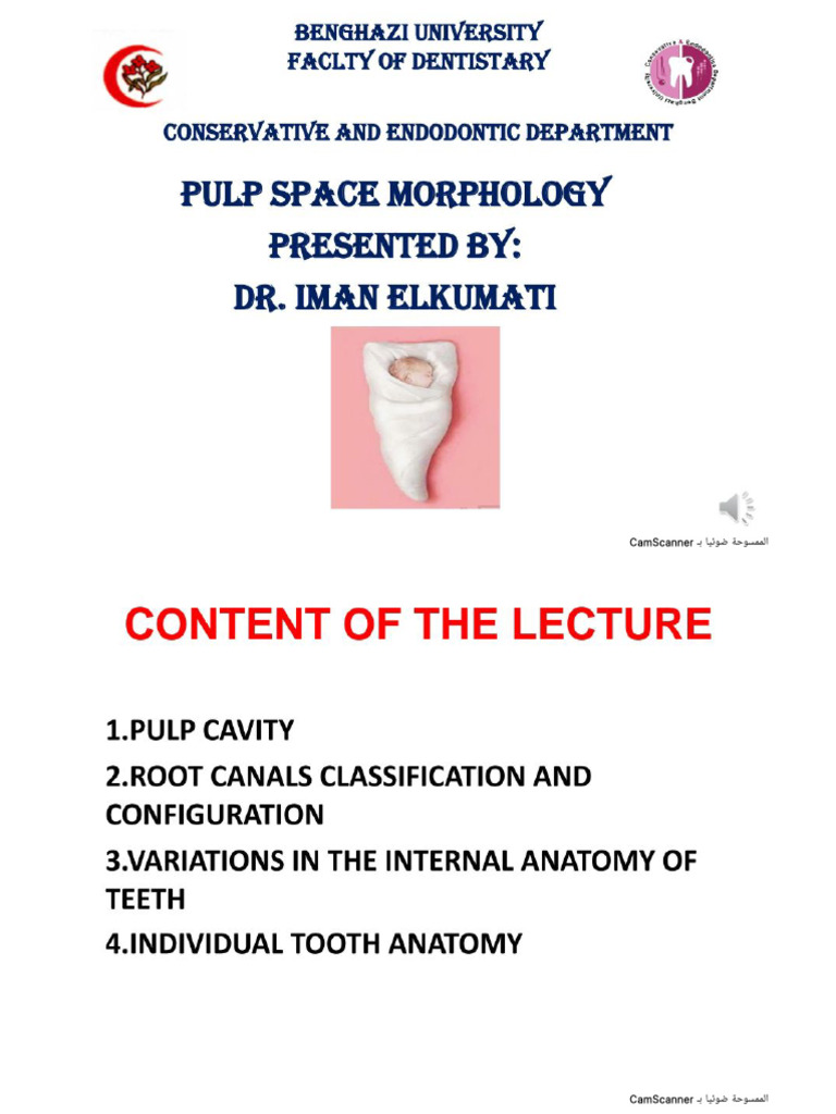 Pulp Space Morphology Part-1 ... | PDF