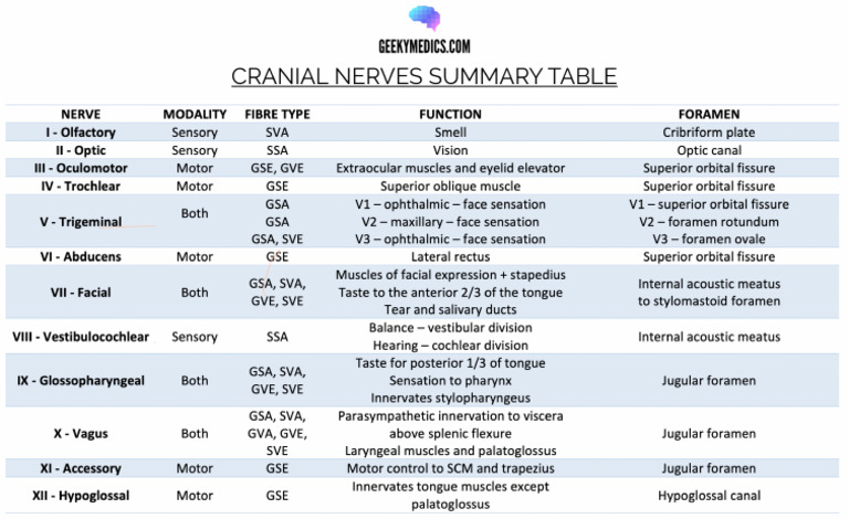 Cranial Nerves Summary Table PDF | PDF