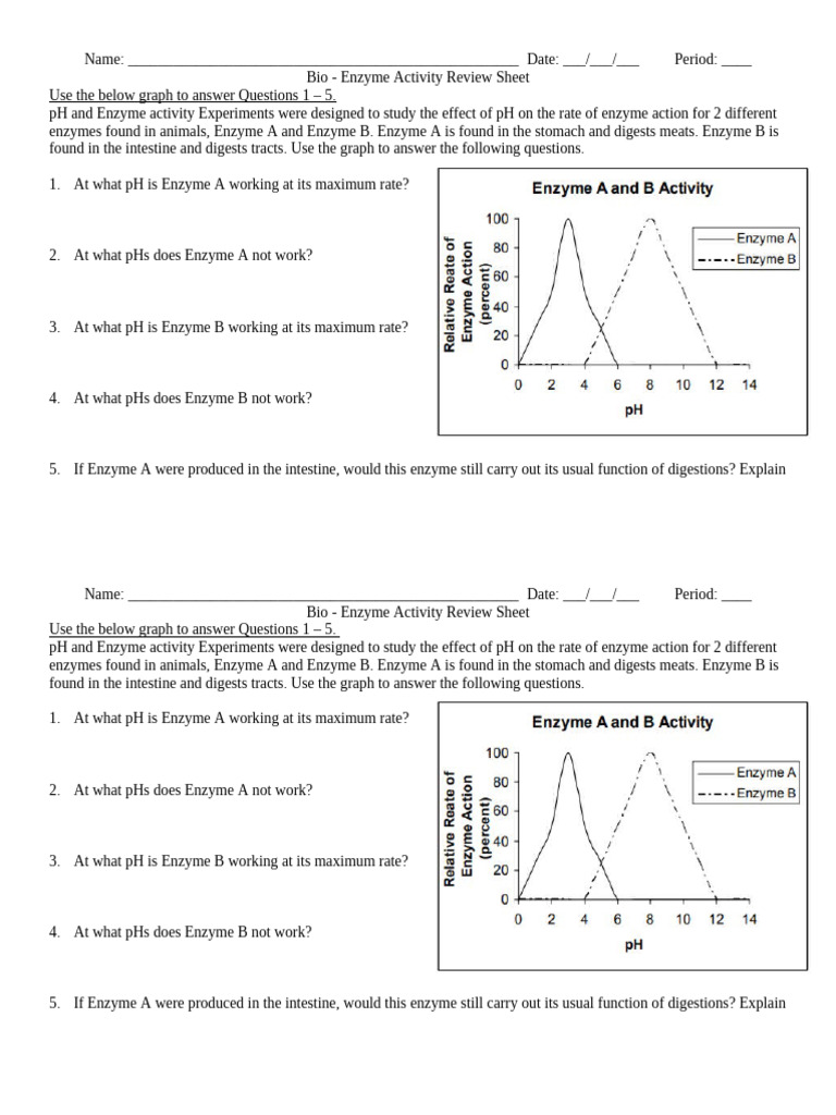 EnzymeActivityHalfWorksheet1 1 | PDF | Enzyme | Gastrointestinal Tract