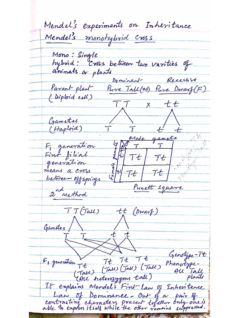 Monohybrid Cross | PDF