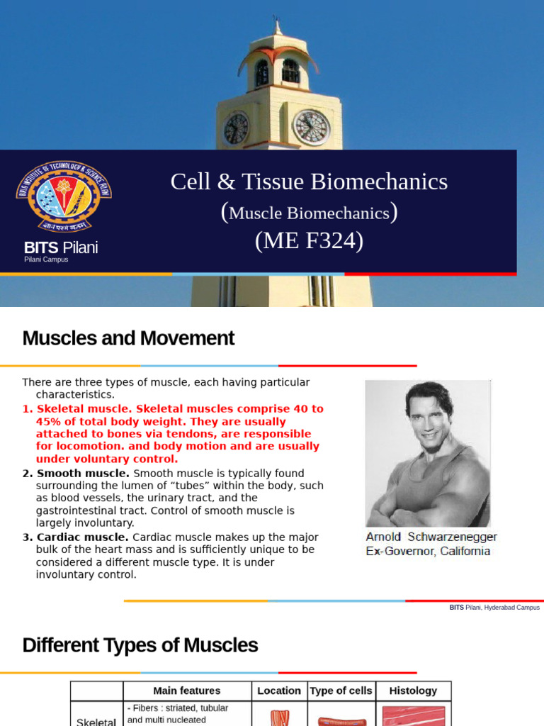 Lec 10 - Muscle Biomechanics | PDF | Muscle Contraction | Skeletal Muscle