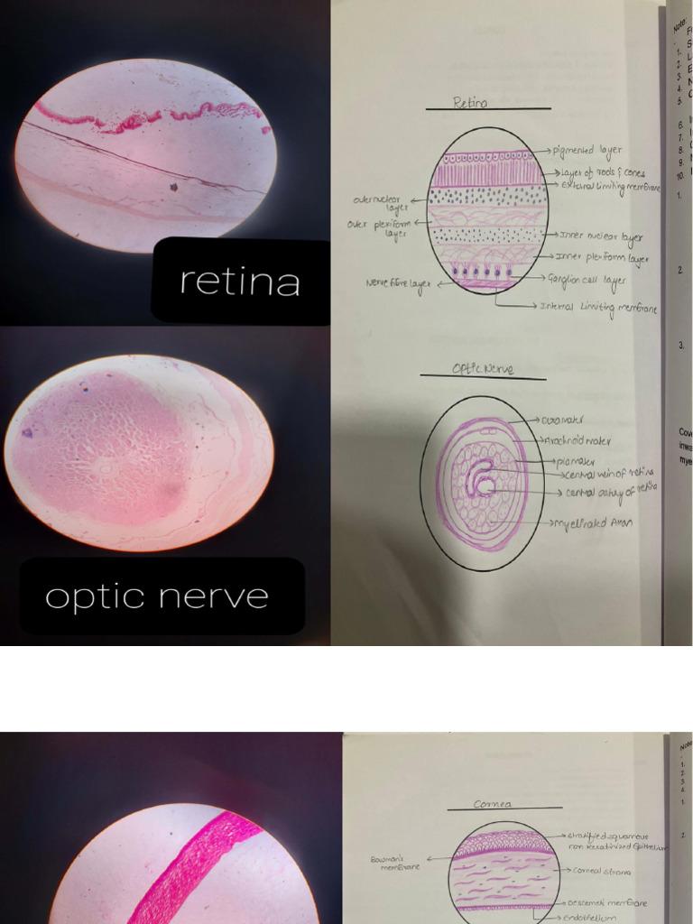 Histology x Slides | PDF
