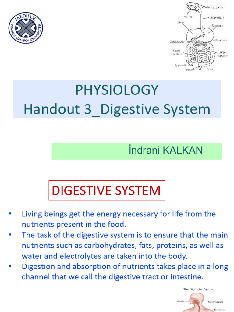 Handout 3 - Digestive System 2 | PDF | Digestion | Pancreas