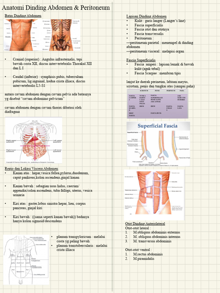 Anatomi Dinding Abdomen & Peritoneum | PDF