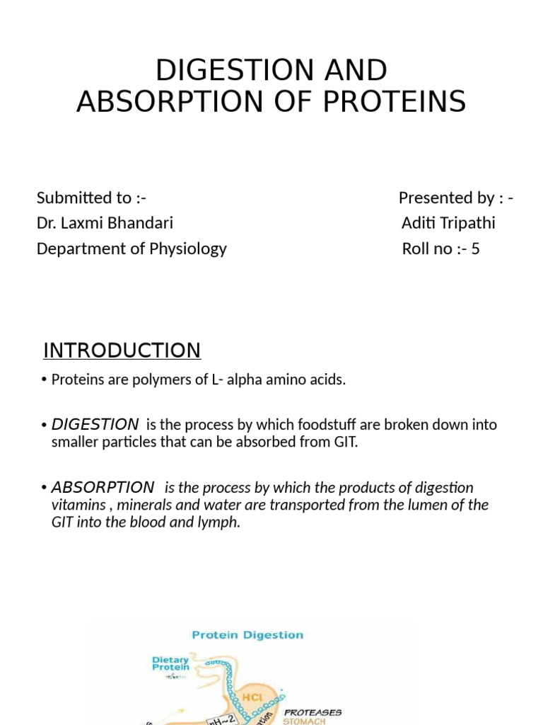 Digestion and Absorption of Proteins 2 | PDF | Digestion | Stomach