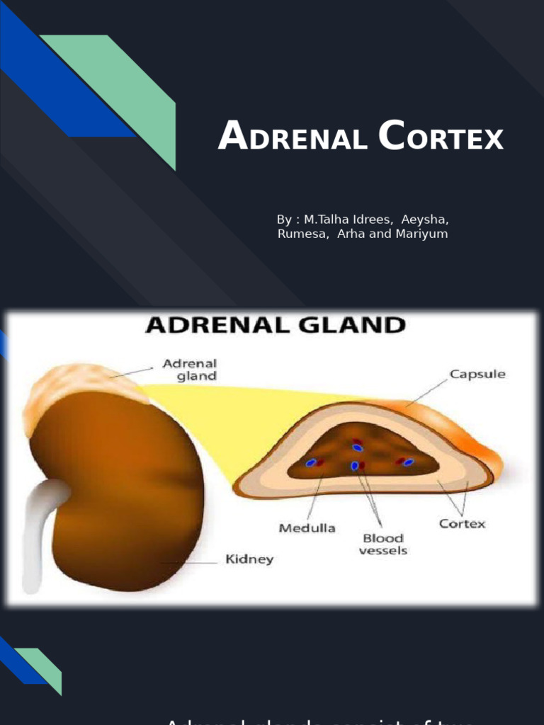 Adrenal Cortex Presentation by Talha Ayesha Rumesa Arha Mariyum | PDF ...