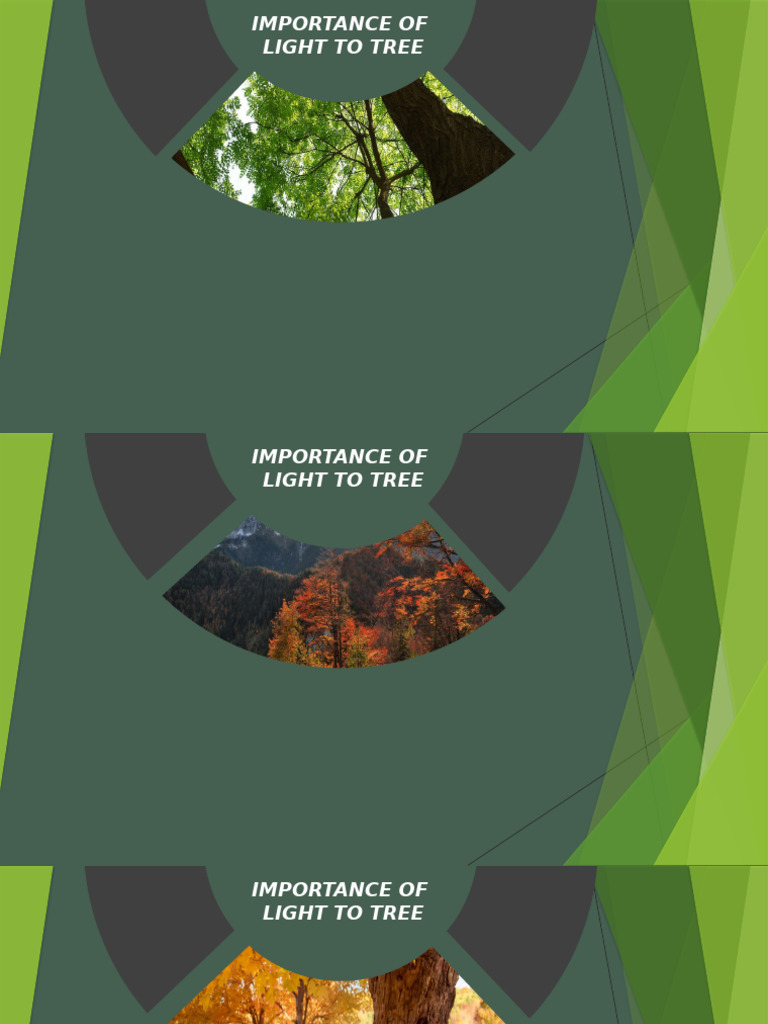 Importance of Light To Trees | PDF