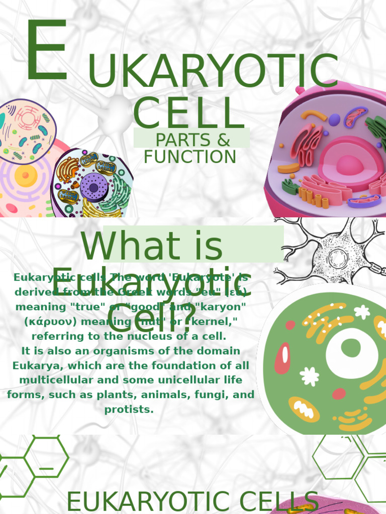 Eukaryotic Cells Parts and Functions - Group 2 | PDF | Eukaryotes ...