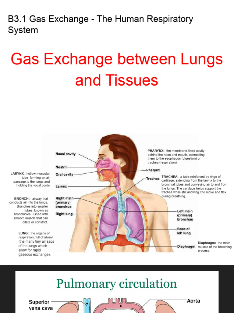 B3.1 Gas Exchange, Alveoli, Internal Respiration and Respiratory Organs ...