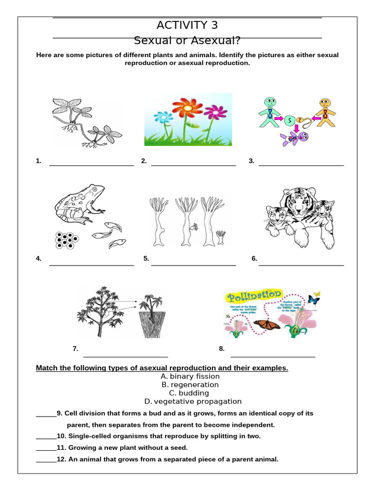 Asexual vs Sexual Reproduction Activity | PDF | Reproduction | Sexual ...