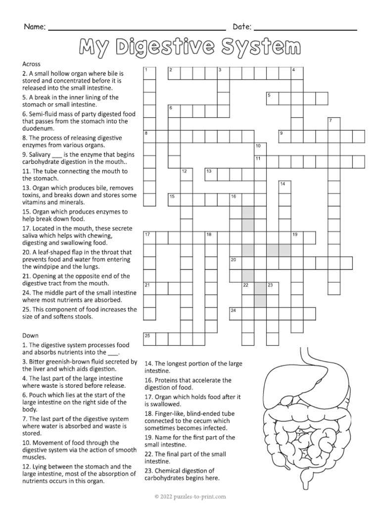 digestive crossword | PDF