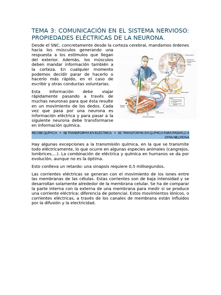Tema 3 Neurociencia | PDF | Sinapsis | Receptor Nmda