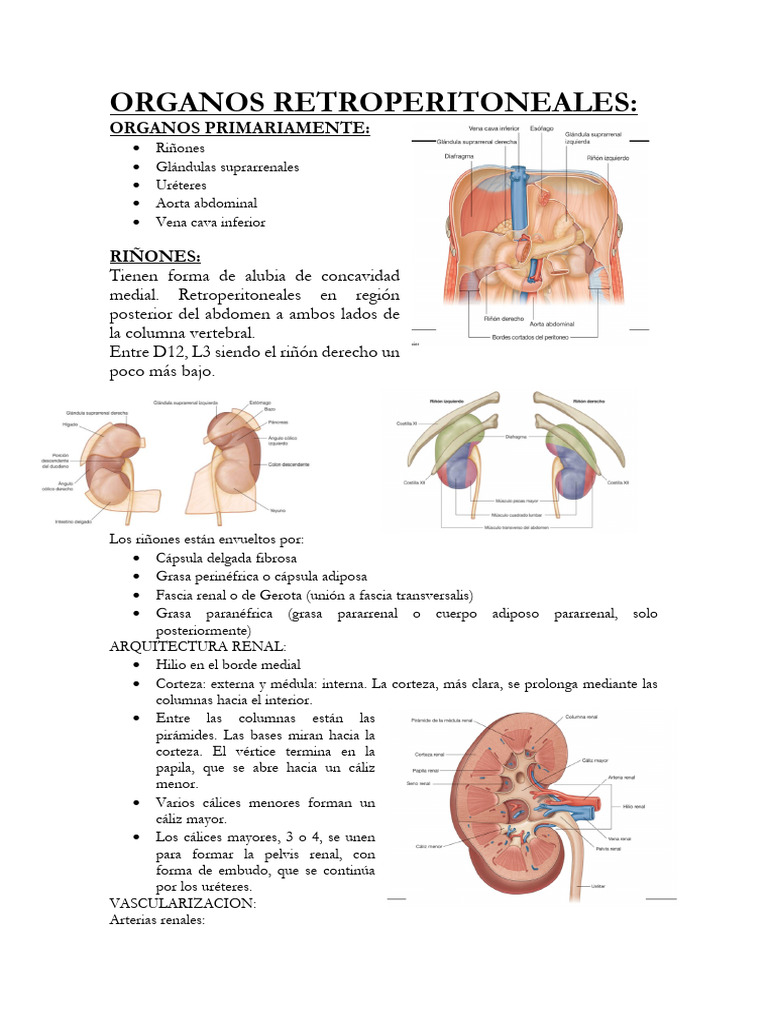 Organos Retroperitoneales | PDF | Riñón | Anatomia animal
