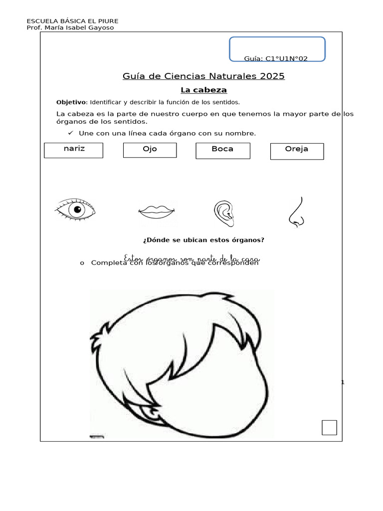 1° Básico Ciencias Guía de Trabajo Los Sentidos | PDF