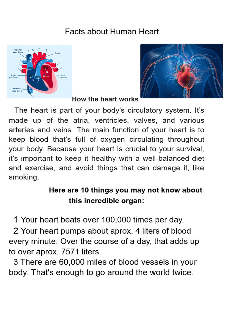 Facts about Human Heart | PDF