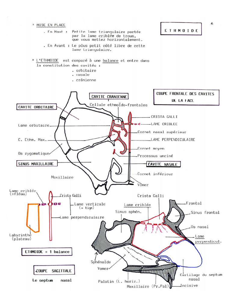 Ethmoide | PDF