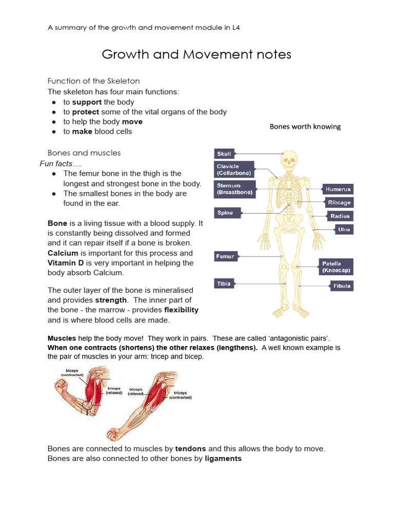 Growth and Movement Summary Notes | PDF | Bone | Skeleton