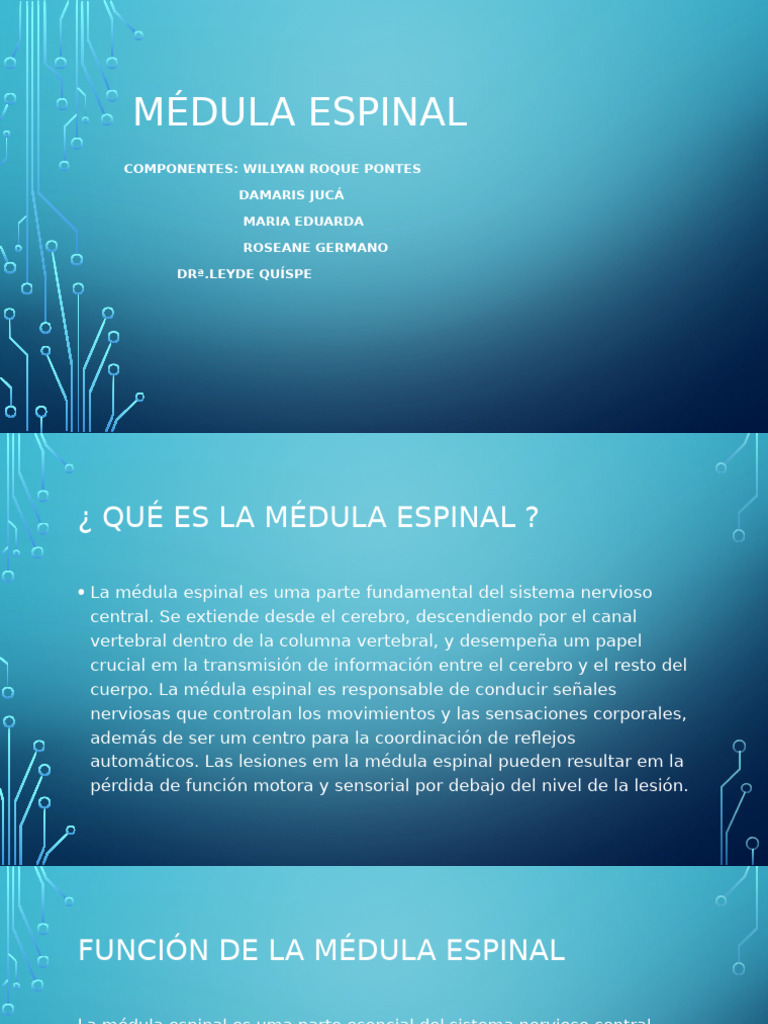Médula Espinal | PDF | Médula espinal | Cerebro
